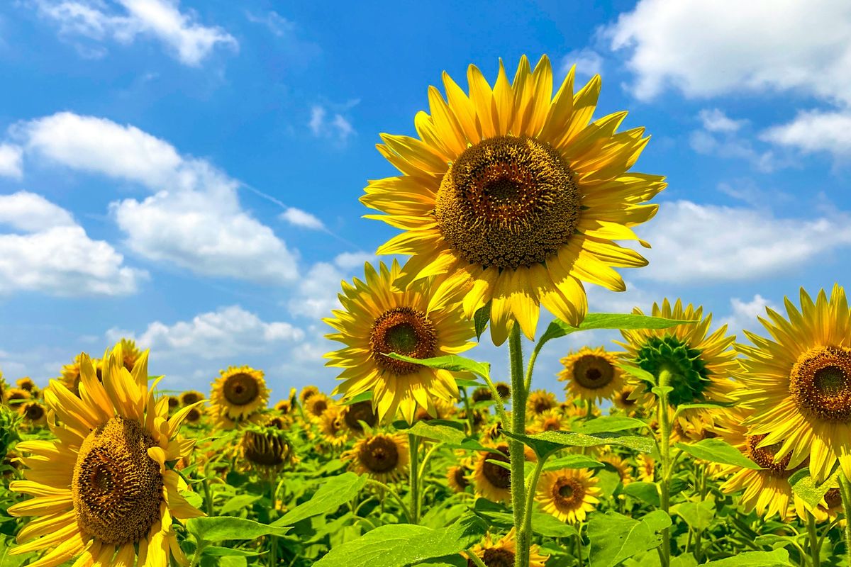 Berapa Lama Bunga Matahari Akan Tumbuh? Ini Kata Ahli Hortikultura