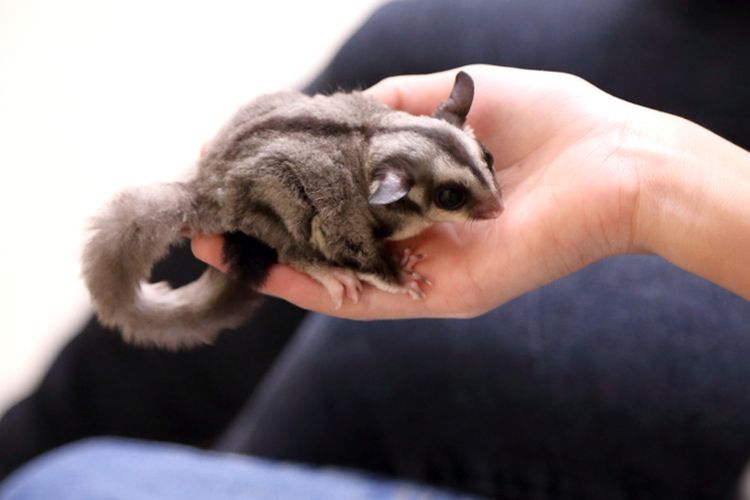 Mengenal Sugar Glider, Bisakah Menjadikannya Sebagai Hewan Peliharaan?