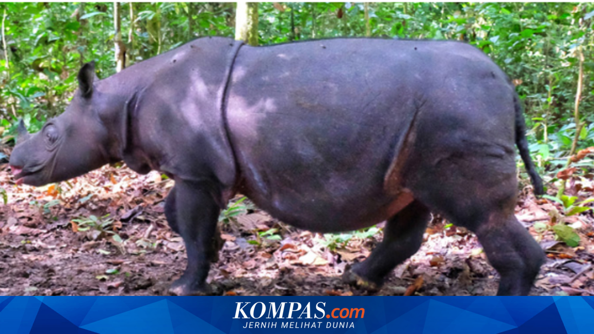 Tinggal 2 Ekor, Nasib Badak Kalimantan Kini Bertaruh pada Bayi Tabung