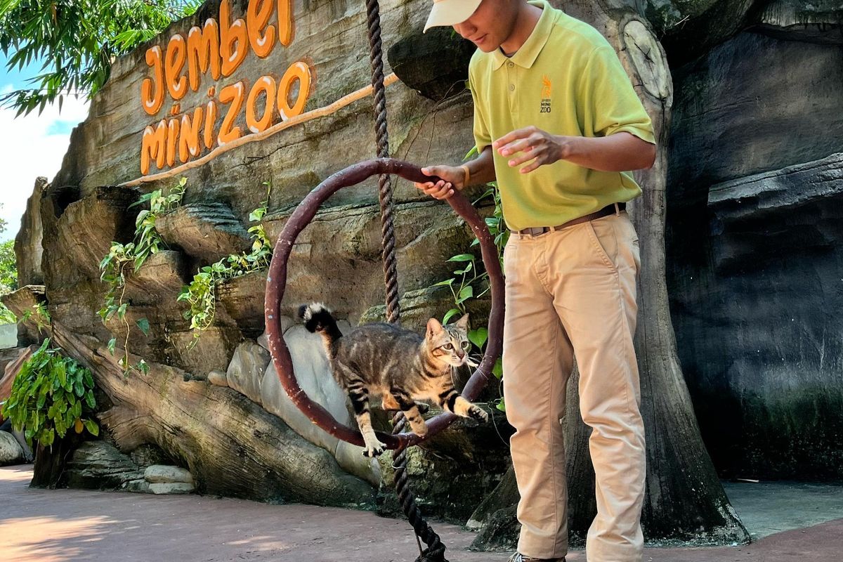 3 Cara Menonton Pertunjukan Edukasi Kucing di Jember Mini Zoo