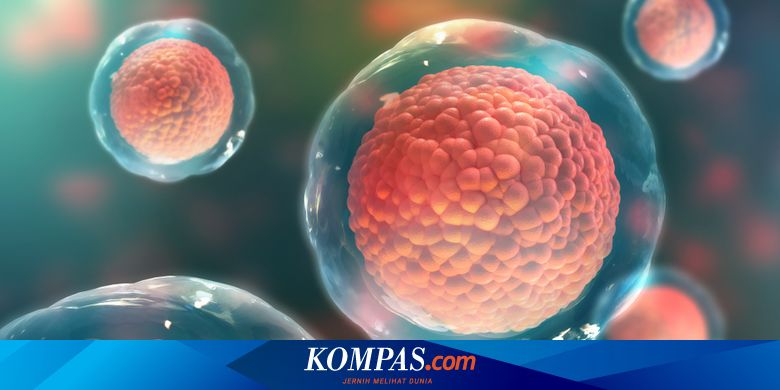 Apa Itu Sel Punca, Jenis, dan Fungsinya