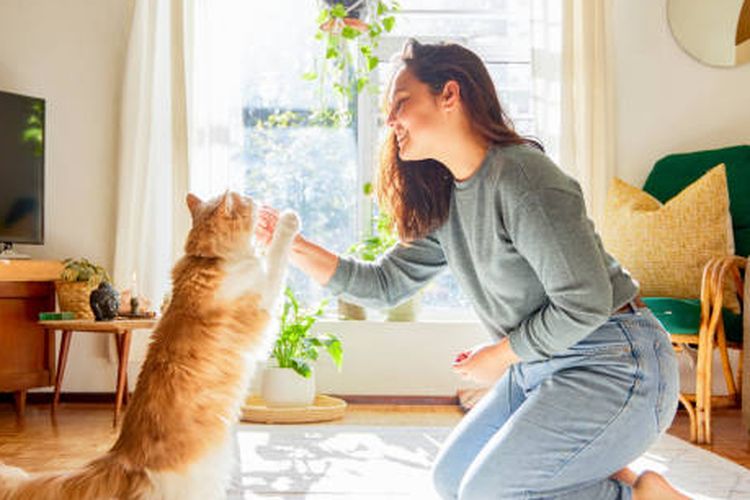5 Cara Mengatasi Kucing Peliharaan yang Sedang Stres