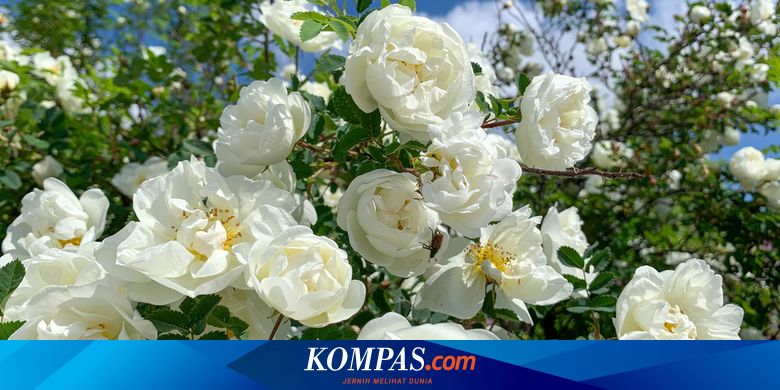 Perhatikan, Ini 10 Penyebab Tanaman Bunga Tidak Berbunga