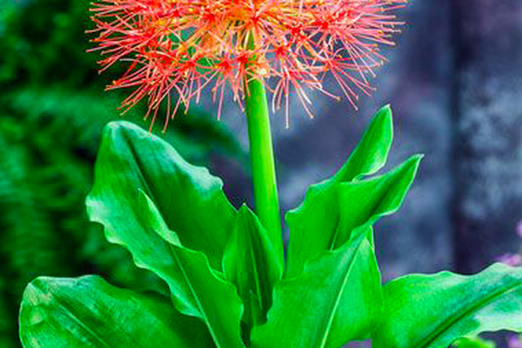 6 Fakta Tentang Si Cantik Bunga Desember