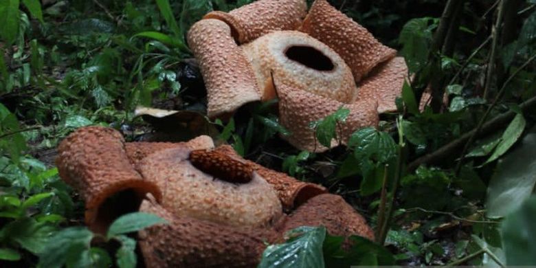 Two Rafflesia Flowers in Full Bloom in Indonesia’s South Bengkulu