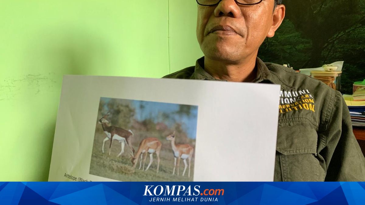 Hilang Saat Dititipkan di Madiun Umbul Square, 6 Satwa BKSDA Jatim ...