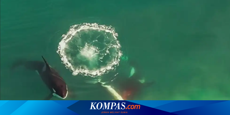 Rekaman Video Tunjukkan Sekelompok Orca Bunuh Hiu Putih Besar