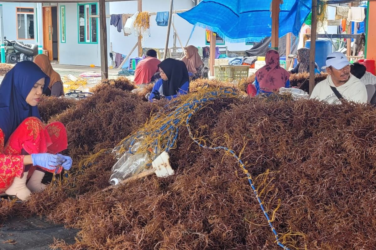 Harga Rumput Laut Nunukan Anjlok, Petani Putus Asa, Berharap Solusi ...