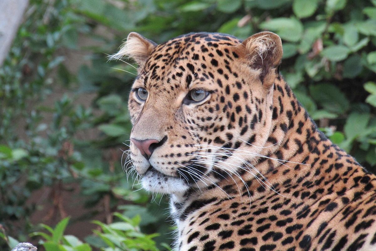 Mengenal Macan Tutul Jawa, Hewan Endemik Indonesia yang Terancam Punah