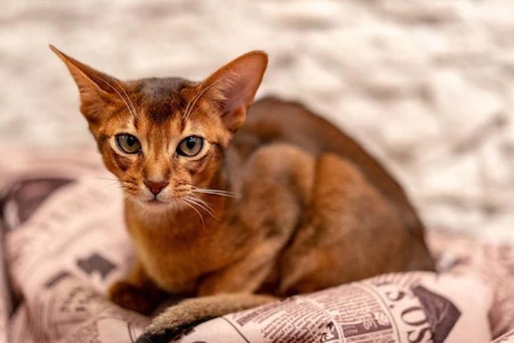 5 Rekomendasi Ras Kucing yang Ramah Anak, Apa Saja?