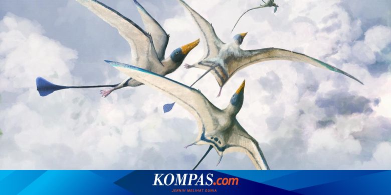 Berita Harian Kadal Terbang Terbaru Hari Ini - Kompas.com