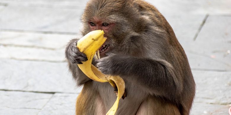 Siluman Monyet Putih