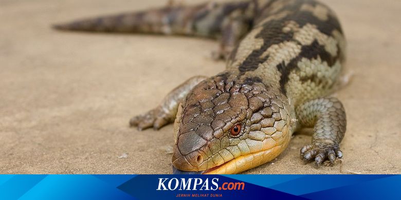 Apa Itu Ular Berkaki Empat yang Ditakuti di Papua?