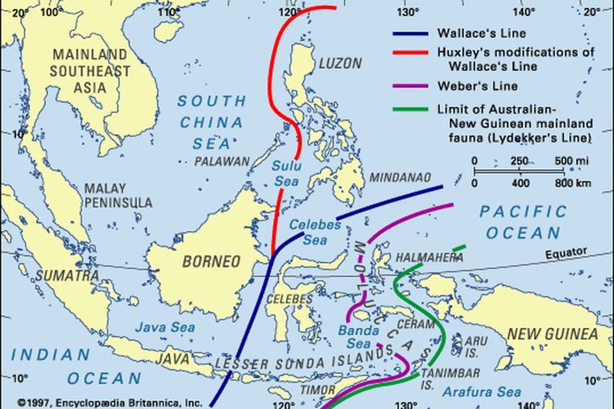 Mengenal Garis Pemisah Fauna di Nusantara: Garis Wallace, Garis Weber ...