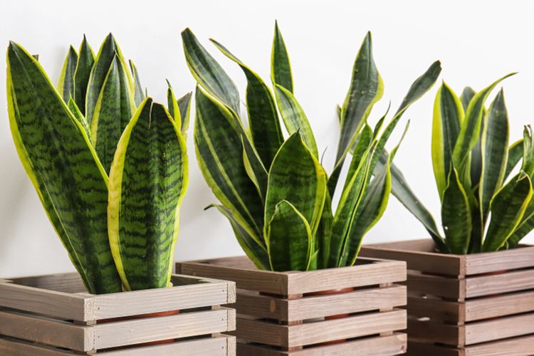 5 Cara Merawat Tanaman Lidah Mertua agar Tumbuh Subur