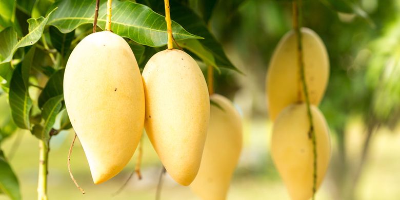 9 Varietas Mangga Unggul Mancanegara yang Sudah Ditanam di Indonesia