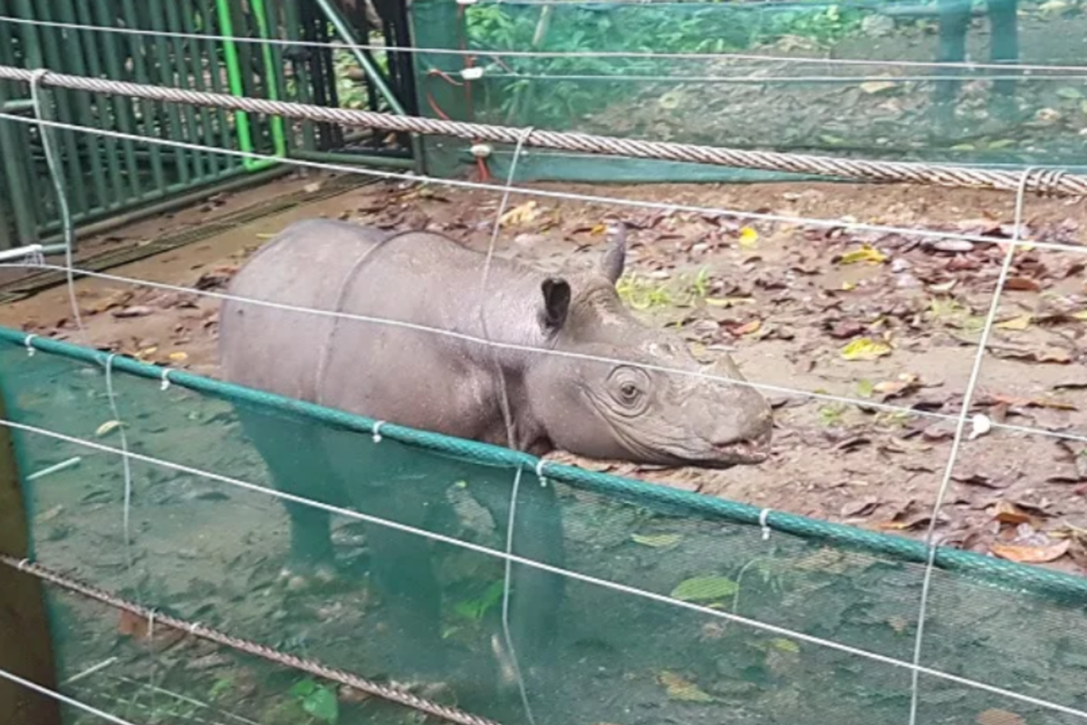 Pari Mahulu, Badak Kalimantan Terakhir akan Jalani Program Bayi Tabung