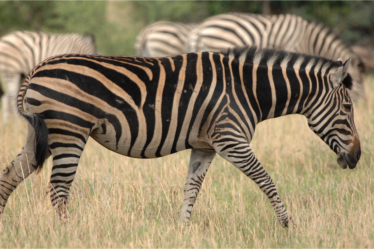 Jawaban dari Soal "Sifat Warna Bunga Merah"