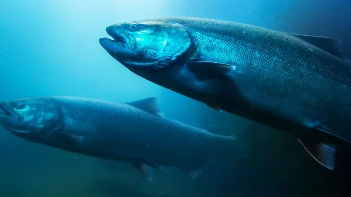 Bagaimana Salmon Bermigrasi?