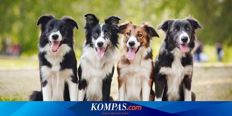 8 Ras Anjing Paling Setia di Dunia, dari Shiba Inu sampai Beagle