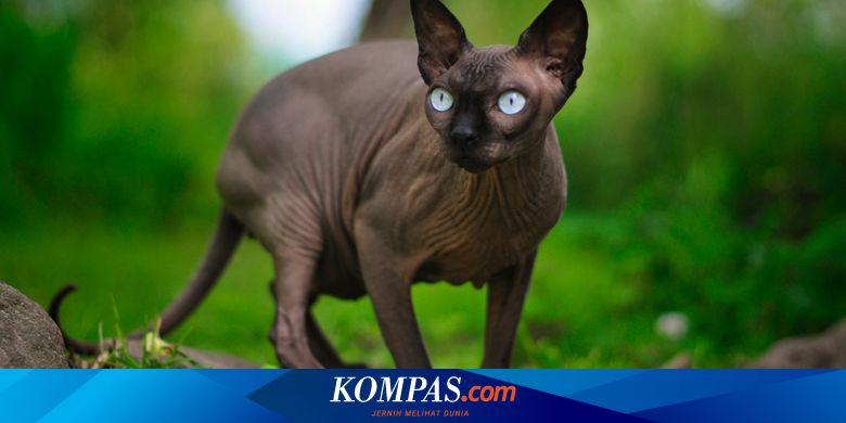 5 Ras Kucing Termahal, Harganya Mencapai Ratusan Juta Rupiah
