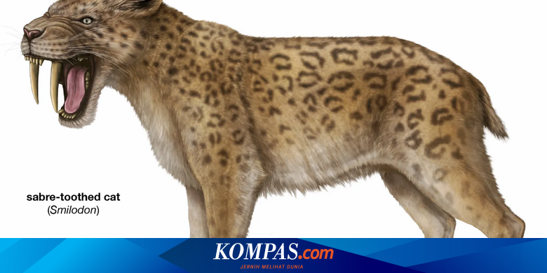 Fakta-fakta Menarik Kucing Purba Bertaring Pedang
