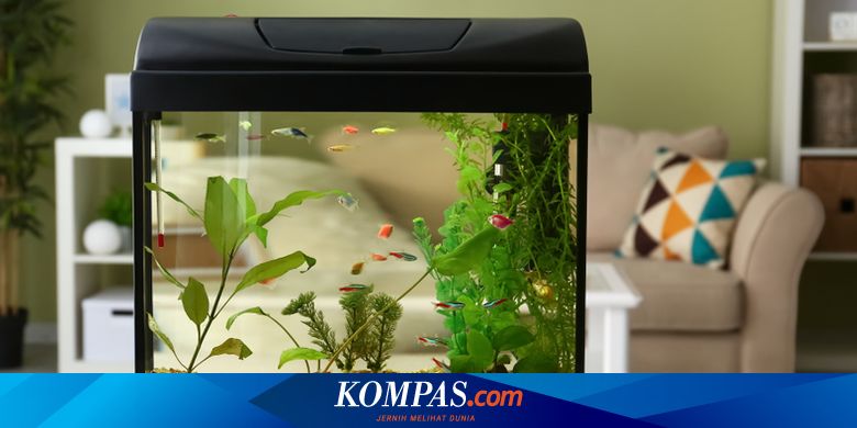 Menurut Fengsui, Ini Lokasi Terbaik untuk Menempatkan Akuarium