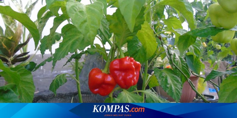 Katokkon, Cabai Khas Tana Toraja yang Lebih Pedas dari Rawit Biasa