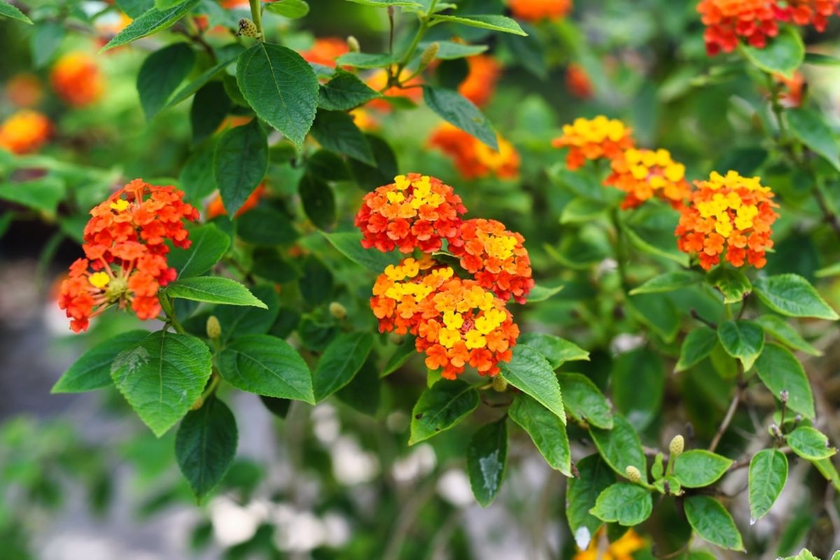 5 Tanaman Hias yang Mudah Dirawat dan Tahan Kering