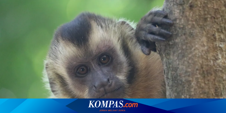 Listrik di Sri Lanka Padam Total karena Ulah Seekor Monyet