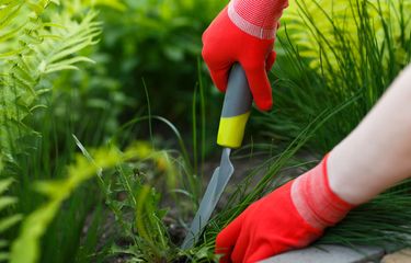 Cara Merawat Taman Vertikal (Vertical Garden) di Rumah - ilcipro.com