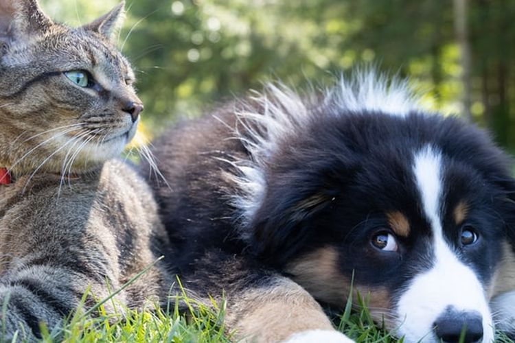 Anjing Vs Kucing, Manakah yang Lebih Pintar?