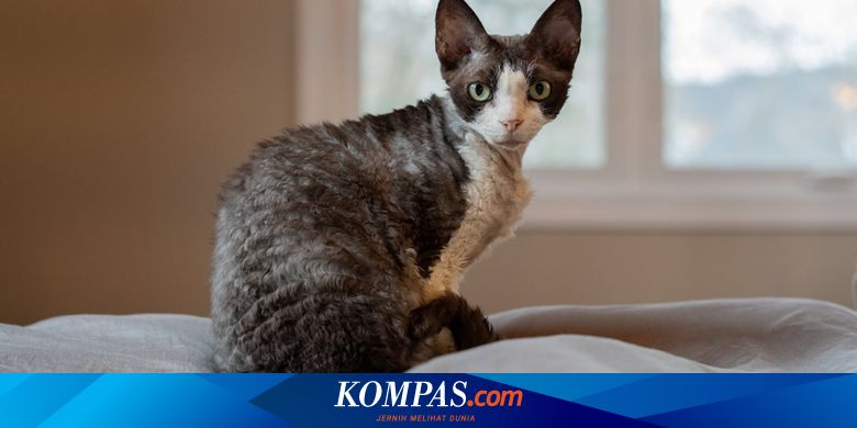 4 Ras Kucing Berbulu Keriting yang Langka dan Penyayang, Tertarik ...