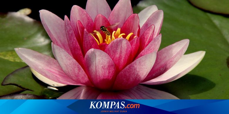 Arti Bunga Teratai Menurut Feng Shui dan Cara Menggunakannya di Rumah