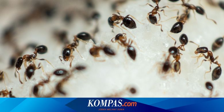 Gunakan 10 Bahan Rumahan Ini untuk Usir Gerombolan Semut