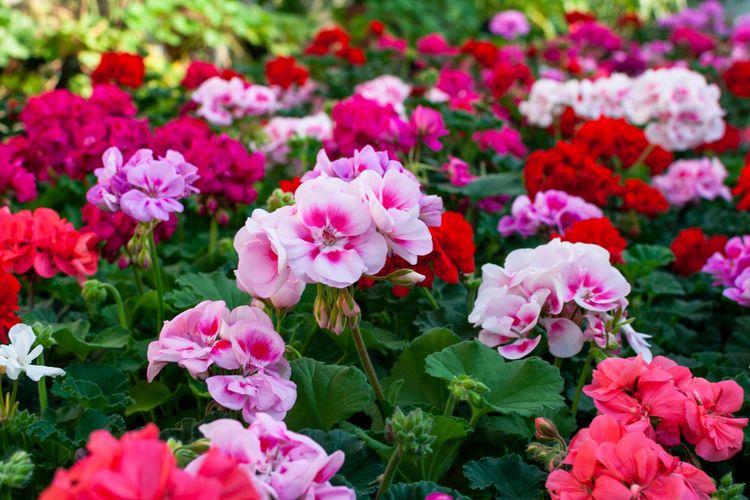 Cara Menanam dan Merawat Tanaman Bunga Geranium