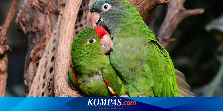 5 Jenis Burung Beo Kecil yang Dapat Dipelihara