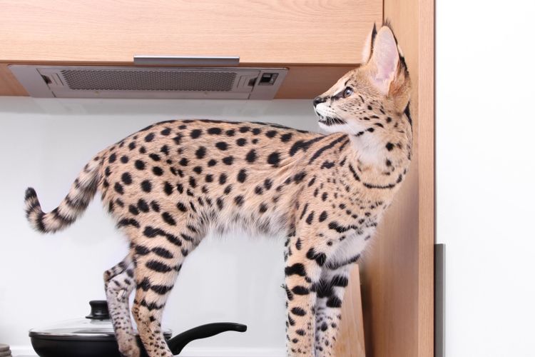 7 Ras Kucing Termahal di Dunia, Ada yang Mencapai Rp 1,8 Miliar