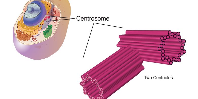 Sentrosom, Organel yang Mengatur Arah Pembelahan Sel