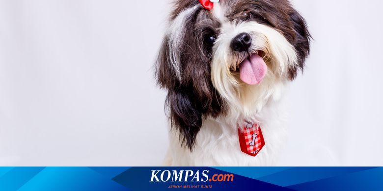 10 Ras Anjing Kecil yang Senang Dipangku Pemiliknya
