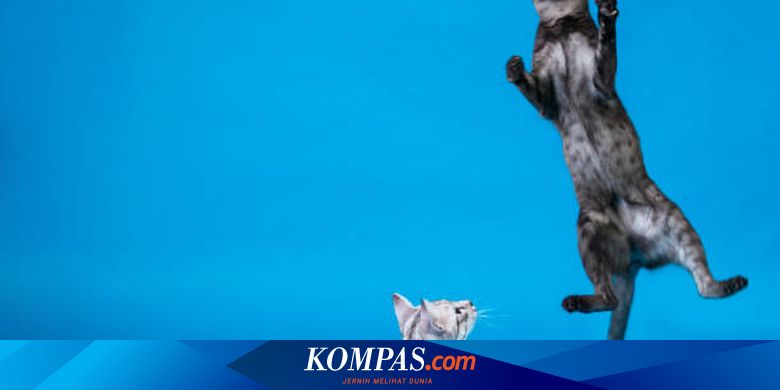 Apa Itu Zoomies pada Kucing yang seperti "Kesurupan"?