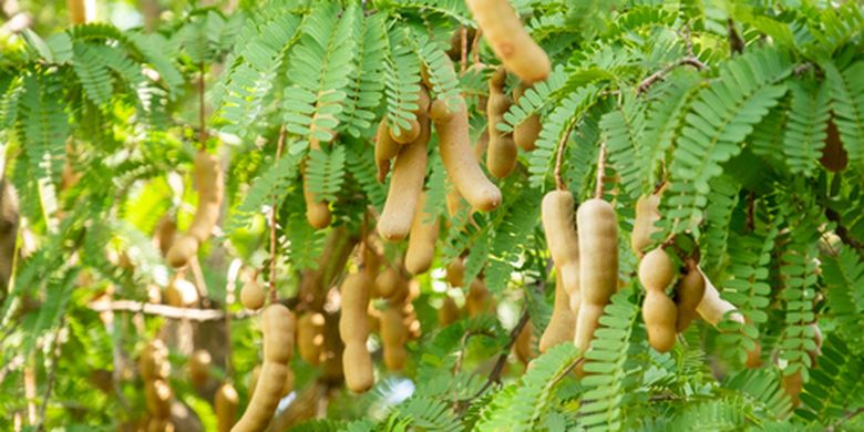 Cara Budidaya Asam Jawa, Mudah dan Minim Perawatan