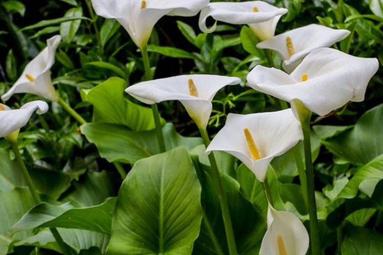 Cara Merawat Bunga Calla Lily di Rumah