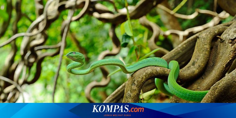 Mengenal Ular Pucuk, Ular yang Banyak Ditemukan di Permukiman