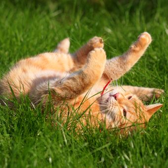 6 Alasan Kucing Berguling-guling di Lantai