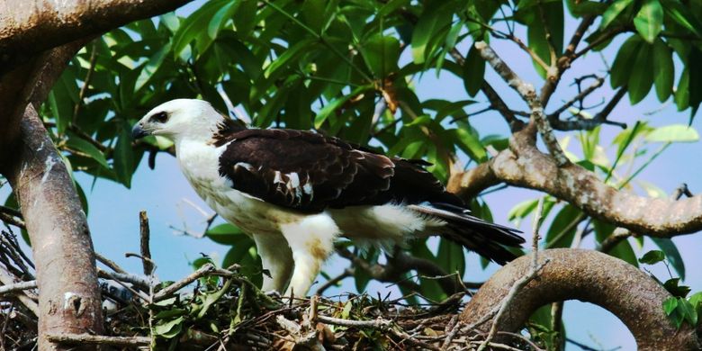Berita Harian Mengenal Elang Flores Terbaru Hari Ini - Kompas.com