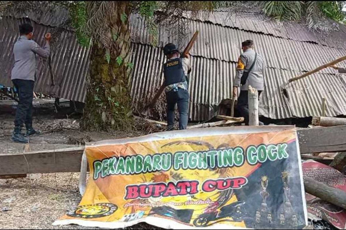 2 Arena Judi Sabung Ayam di Kampar Kosong Saat Digerebek, Penjudi Kabur ...