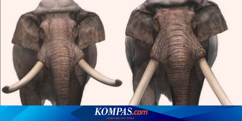 Begini Cara Manusia Purba Neanderthal Memburu Gajah Raksasa ...