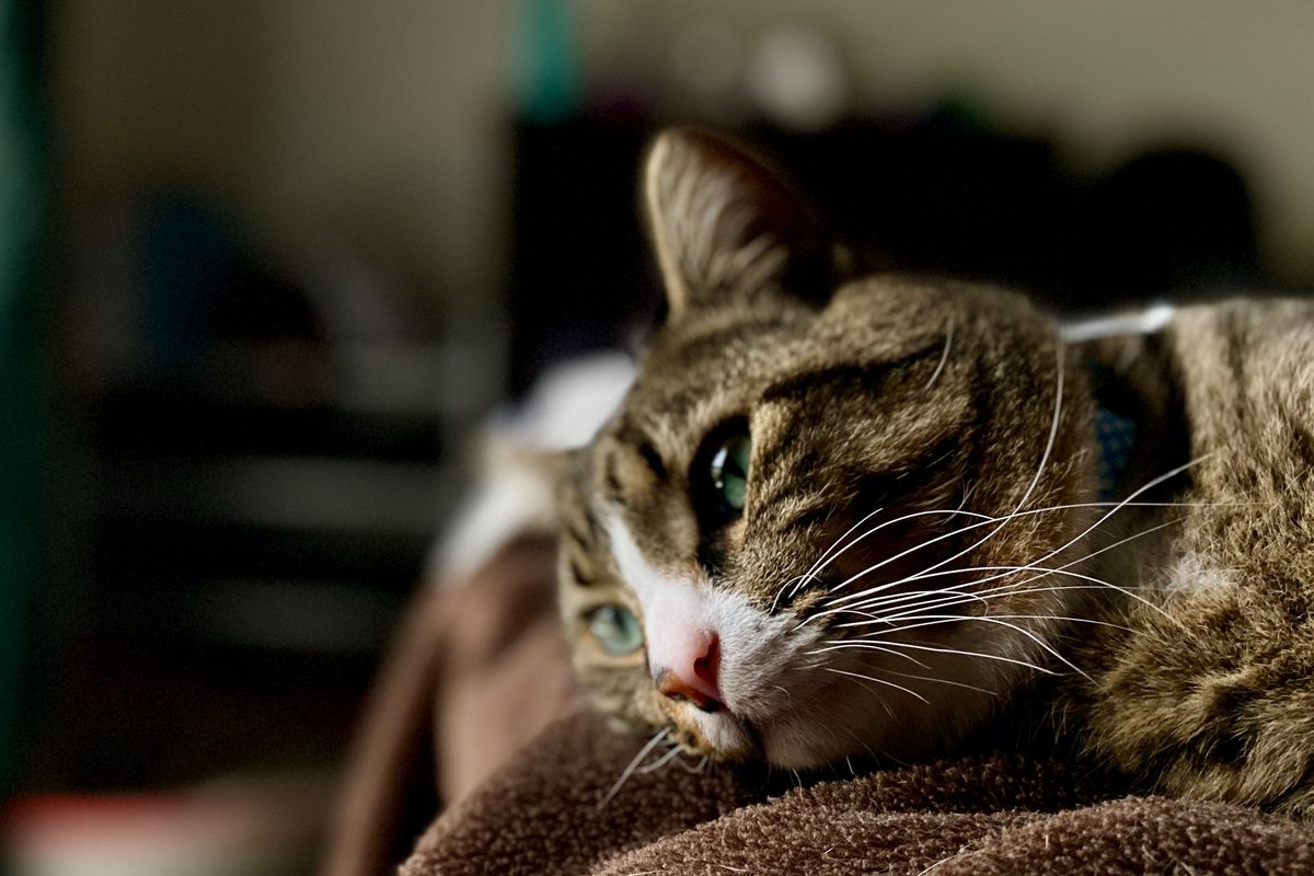 Kenali, Ini 10 Tanda Kucing Cacingan