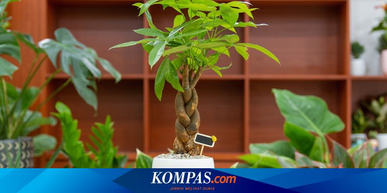 4 Cara Merawat Pohon Uang agar Tumbuh Subur dan Sehat